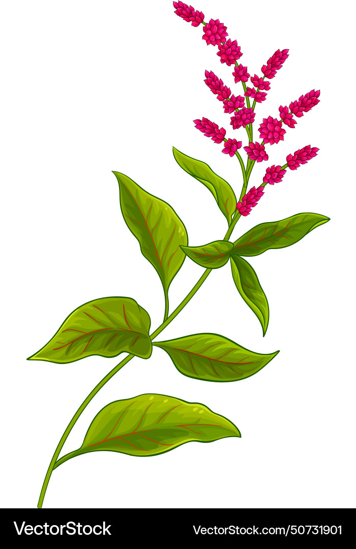 Amaranth plant colored detailed Royalty Free Vector Image