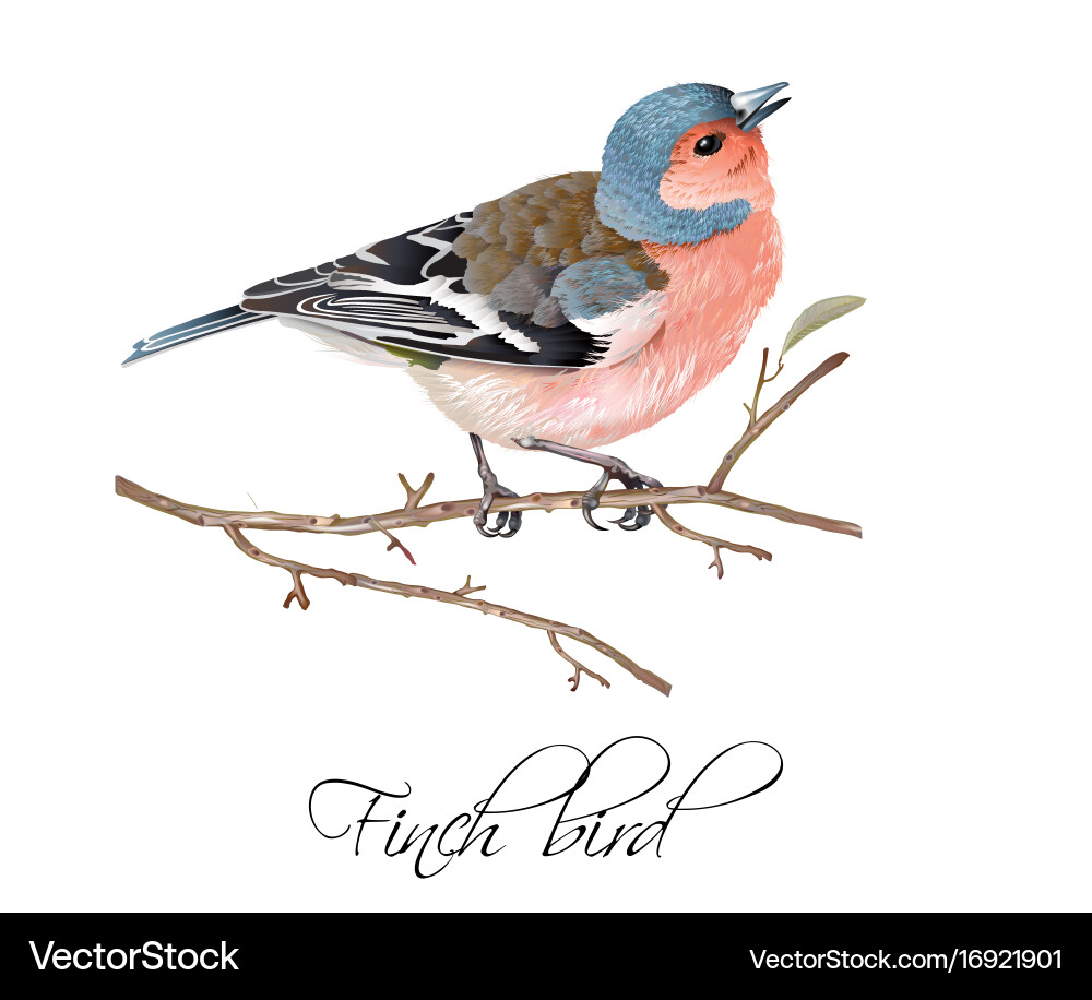 Finch bird Royalty Free Vector Image - VectorStock