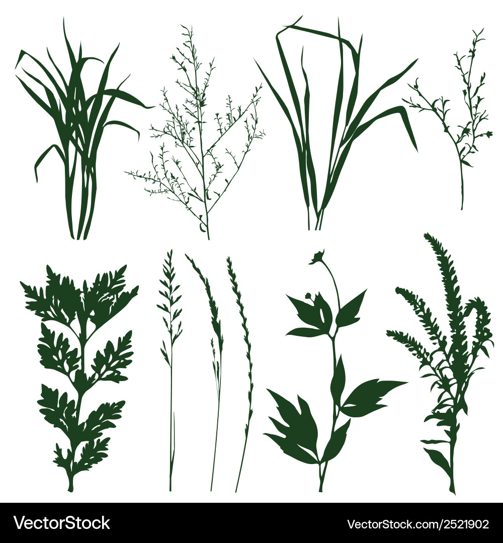 Plants Royalty Free Vector Image - VectorStock