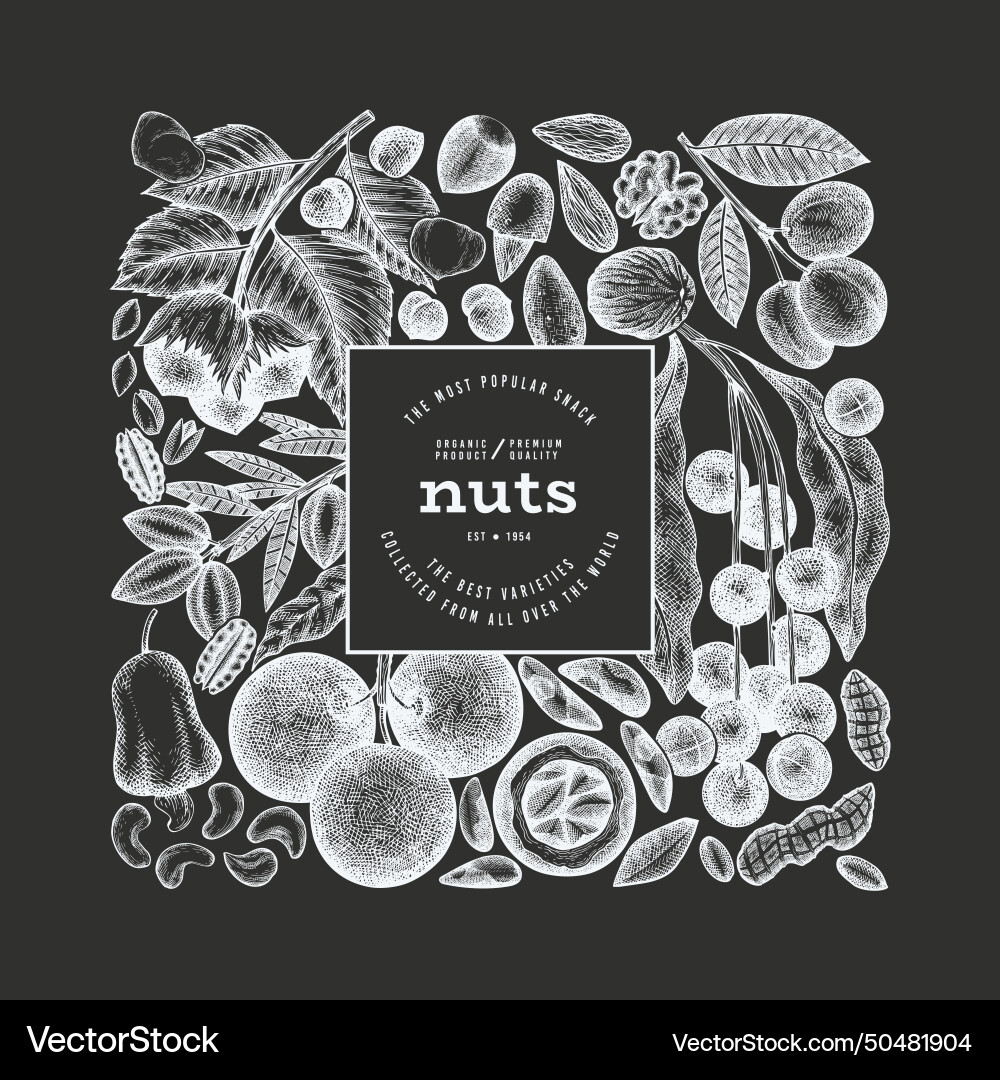 Hand drawn nuts branch and kernels template Vector Image