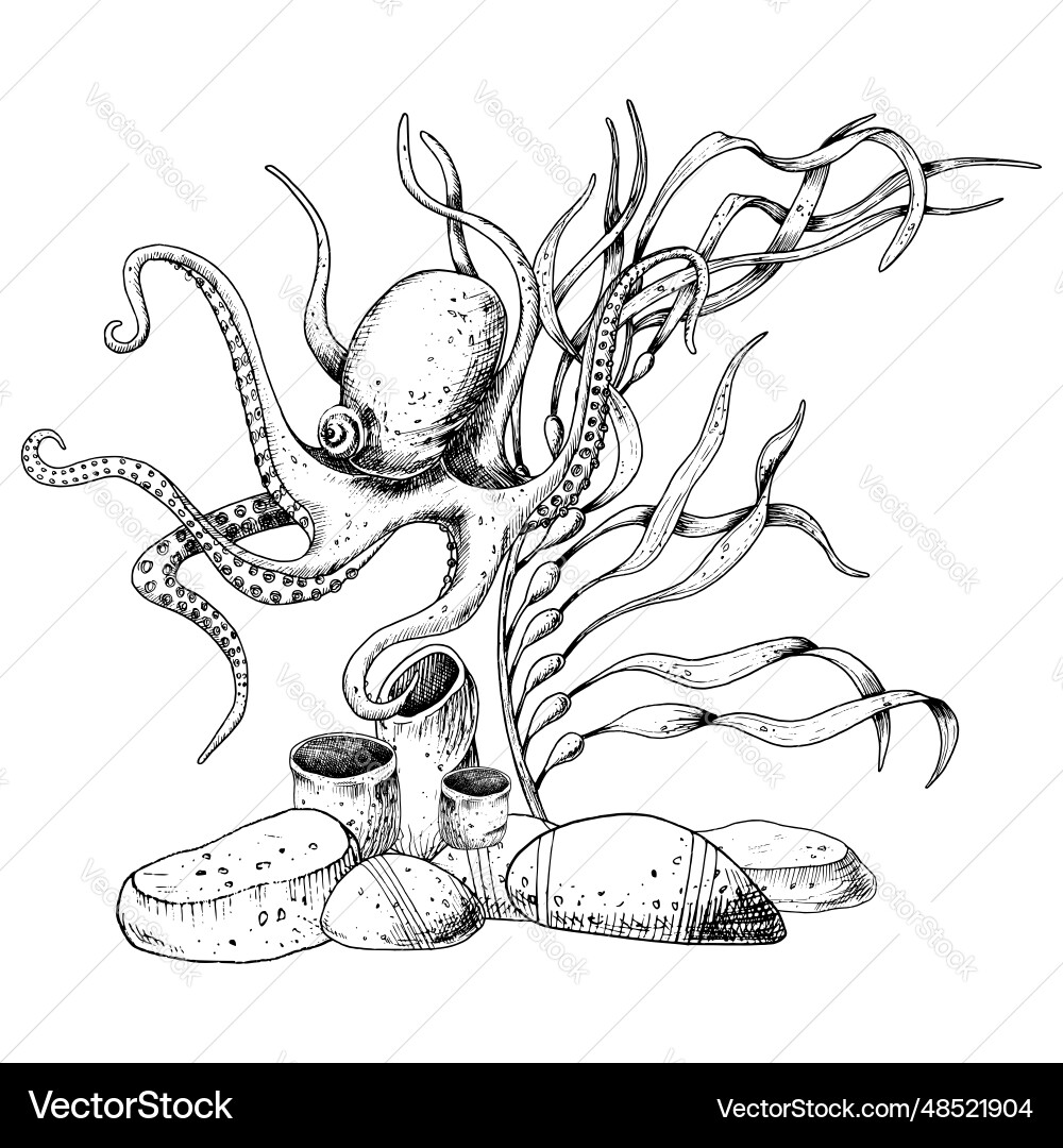Octopus with seabed and seaweed hand drawn Vector Image