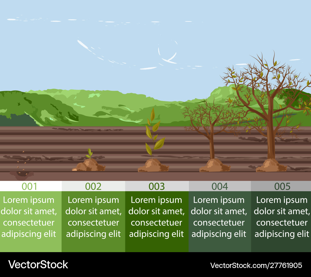 Five growth stages a seed to tree form Royalty Free Vector