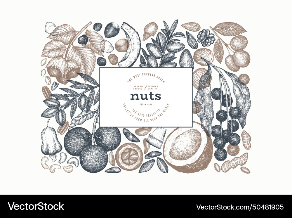 Hand drawn nuts branch and kernels template Vector Image