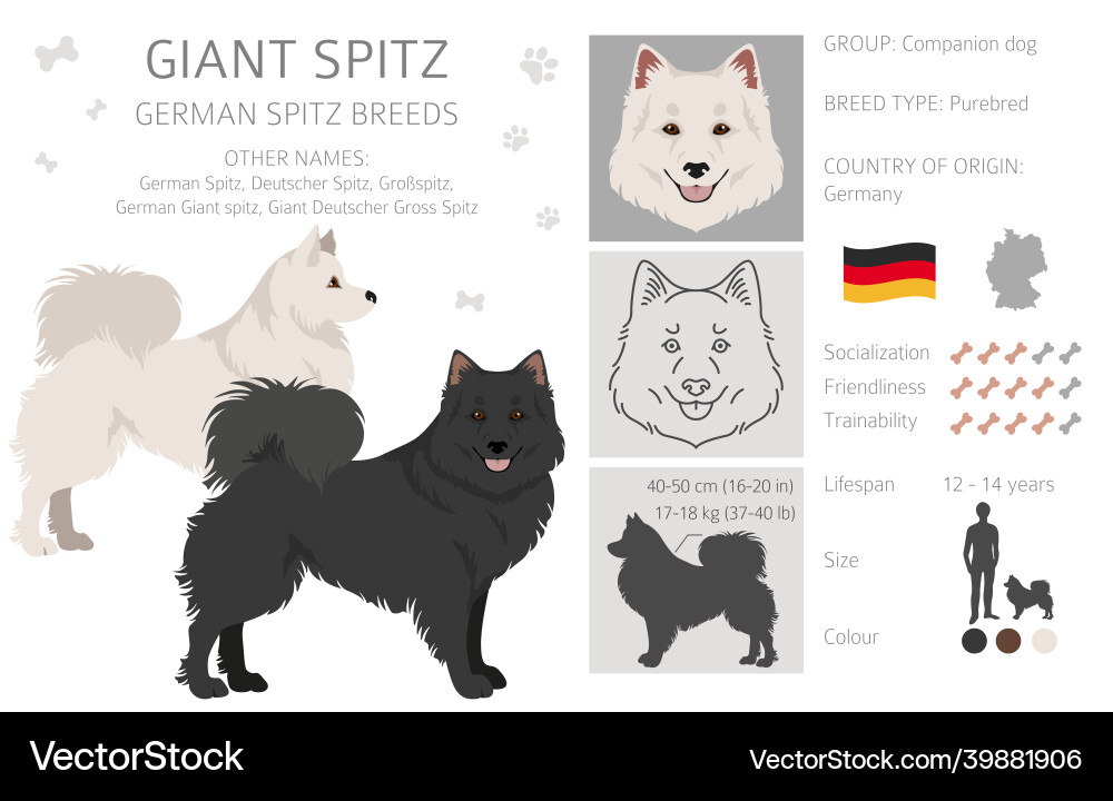 German spitz giant clipart different poses Vector Image