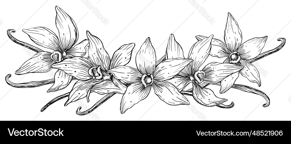 Vanilla flower with sticks set hand drawn Vector Image