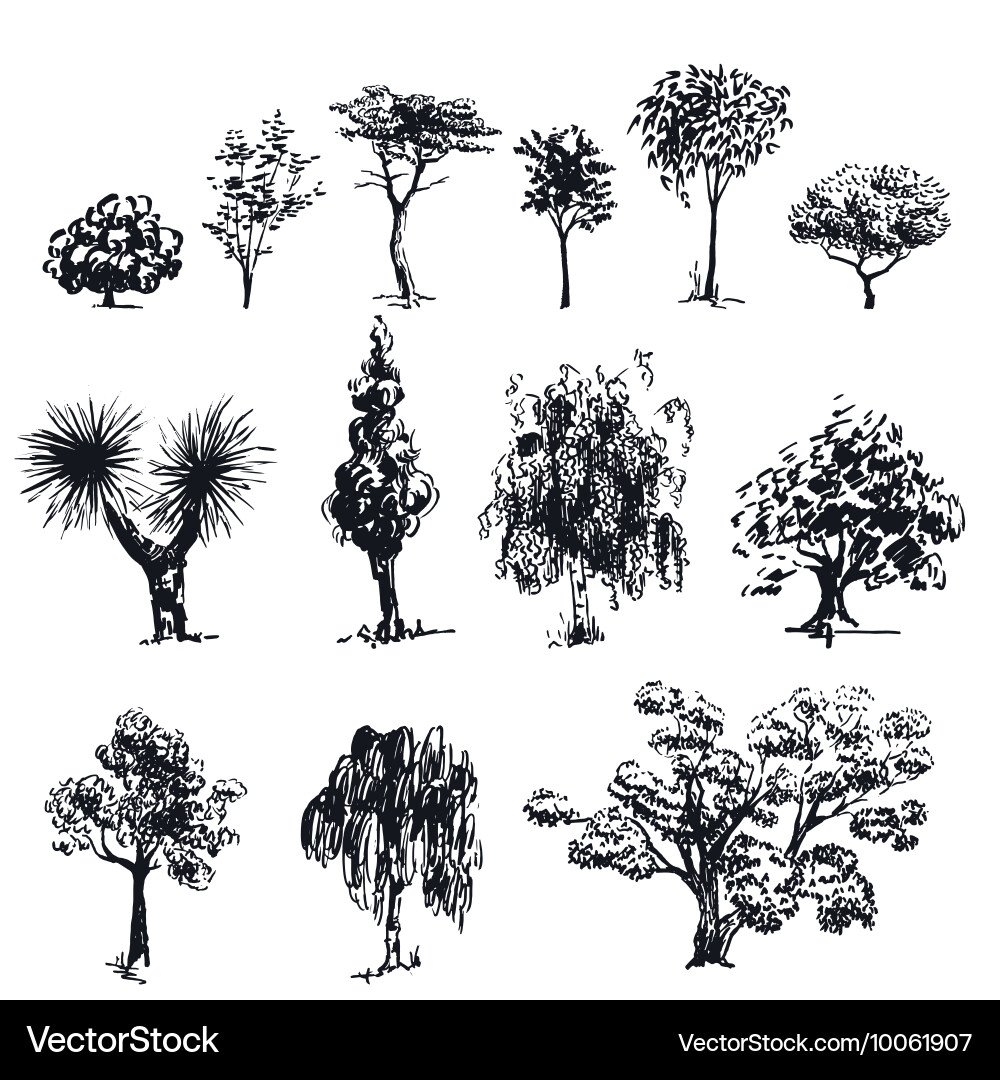 Sketch trees 1 Royalty Free Vector Image - VectorStock