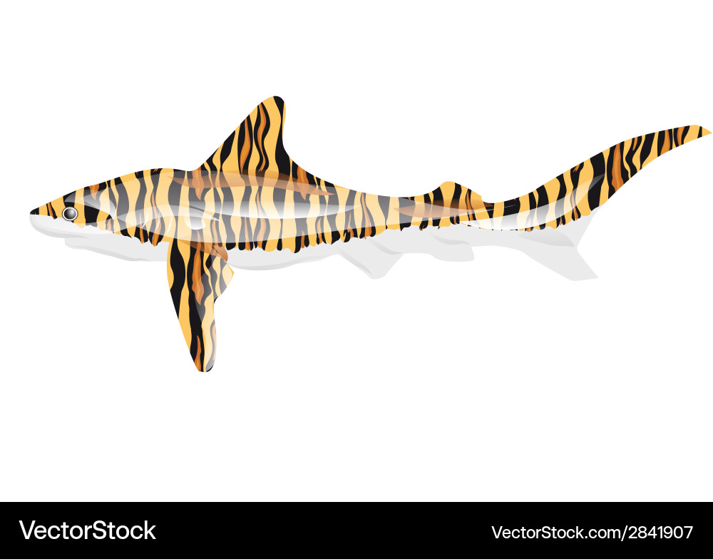 Tiger shark Royalty Free Vector Image - VectorStock