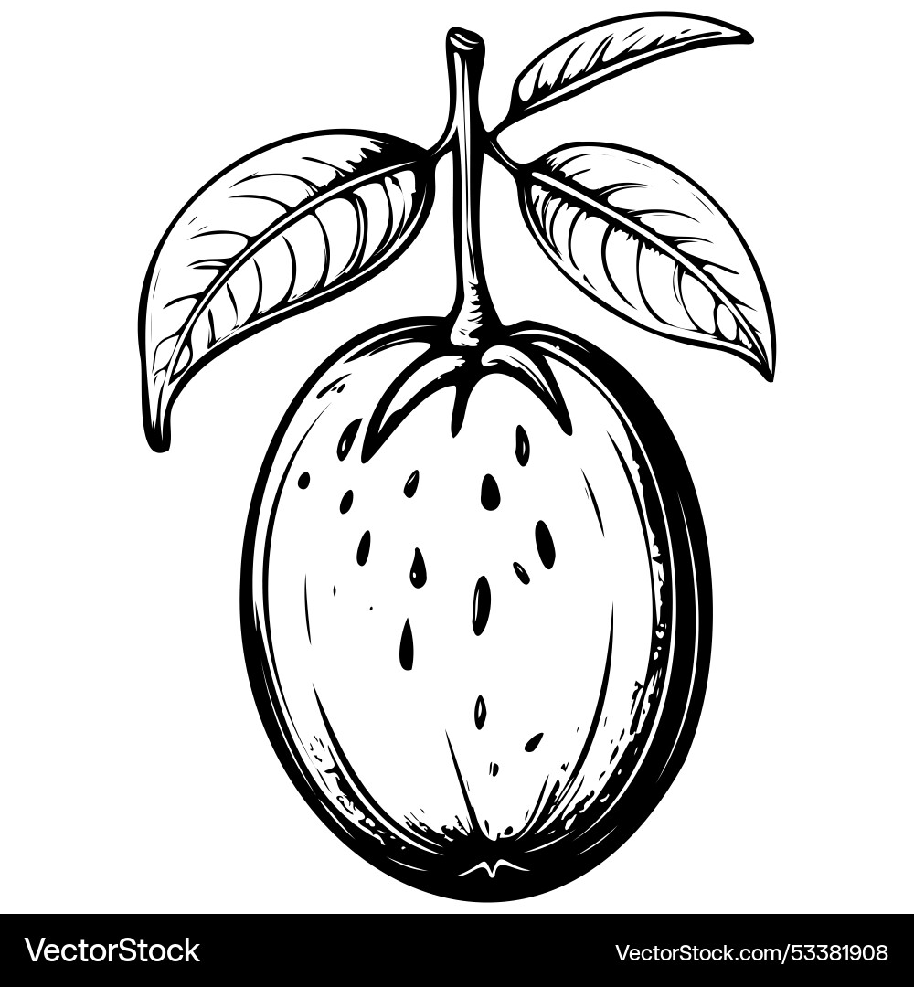 Ink rosigold mango monochrome hand drawn fruit Vector Image