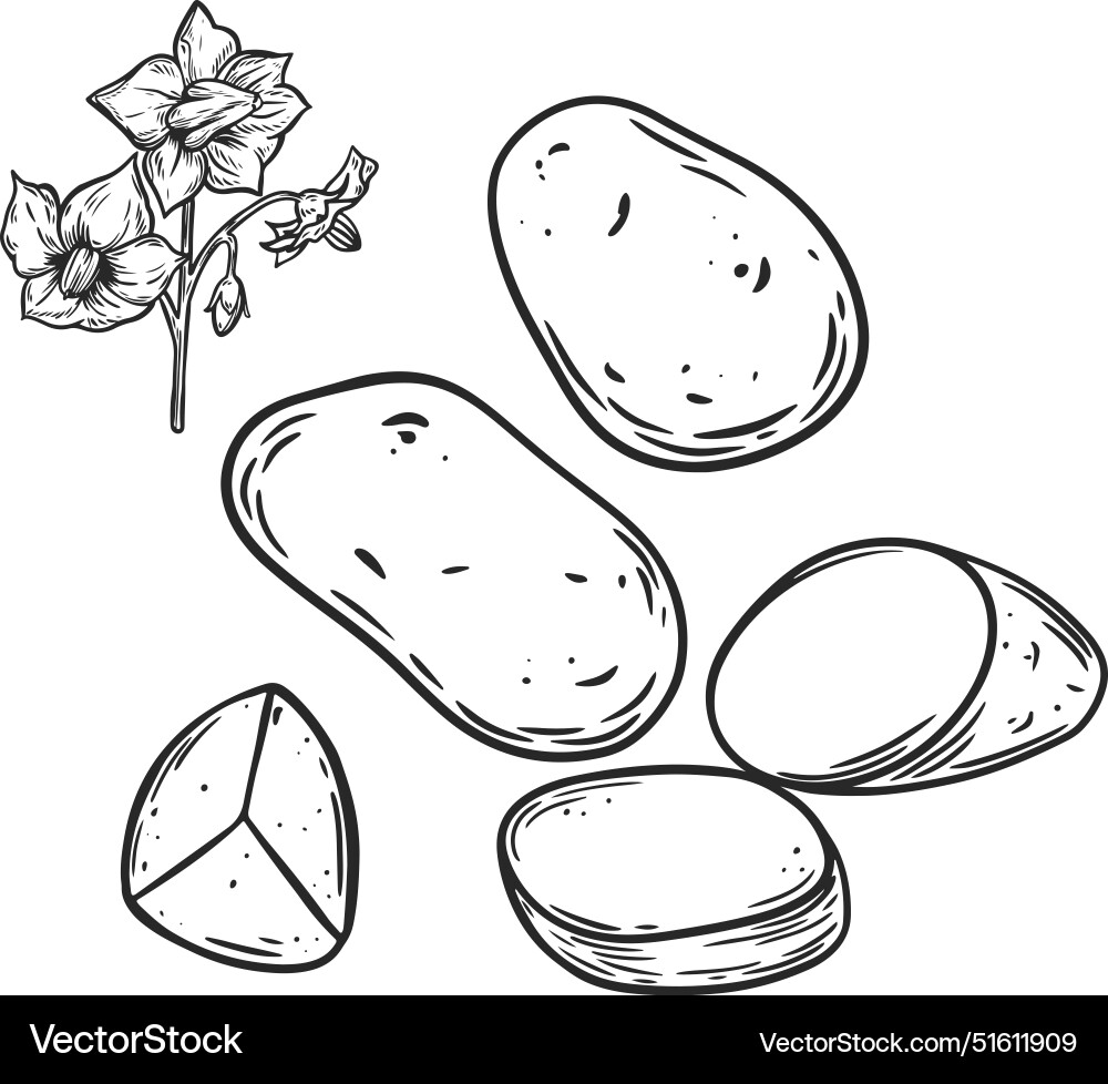 Engraved potato collection isolated on white Vector Image