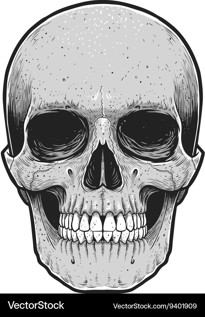 Skull Royalty Free Vector Image - VectorStock
