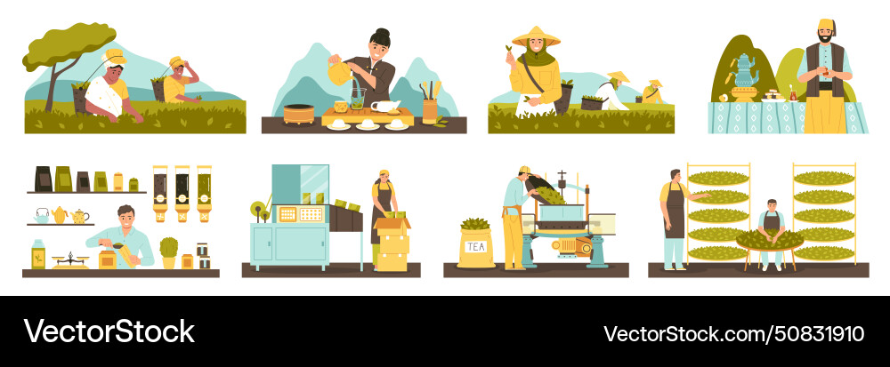 Tea production set Royalty Free Vector Image - VectorStock