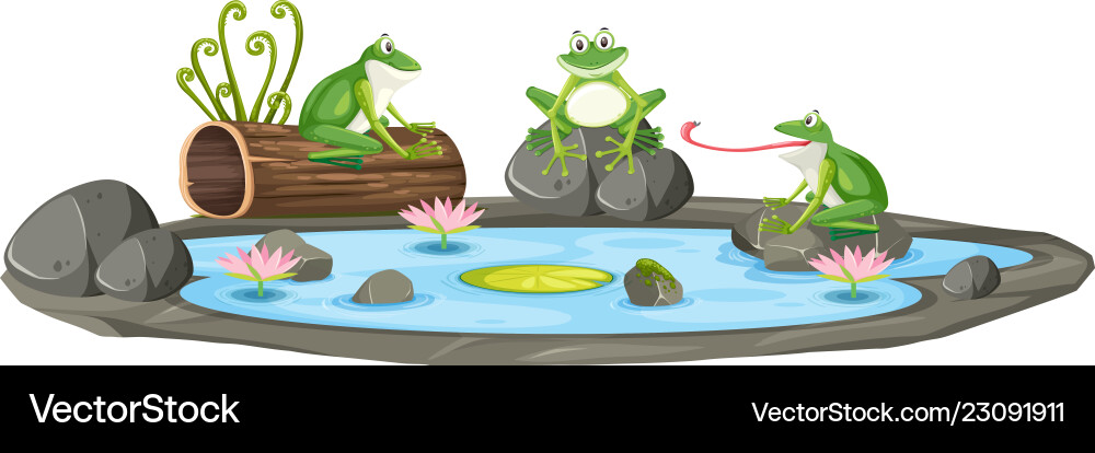 Isolated frog in the pond Royalty Free Vector Image