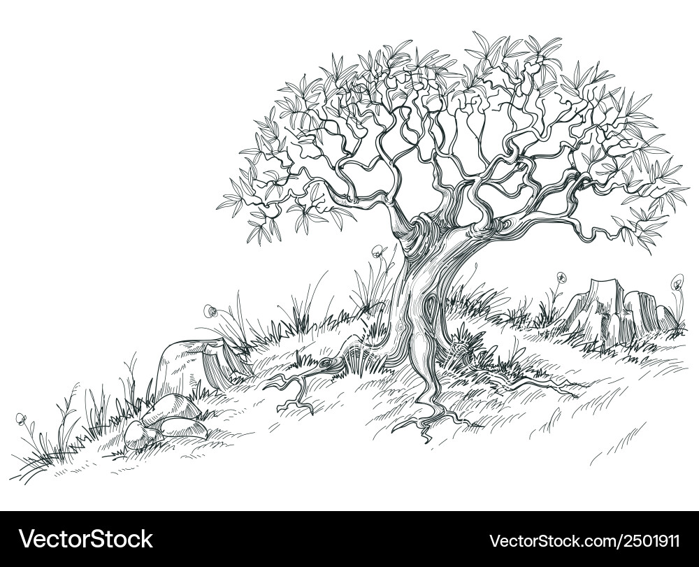 Olive tree graphic Royalty Free Vector Image - VectorStock