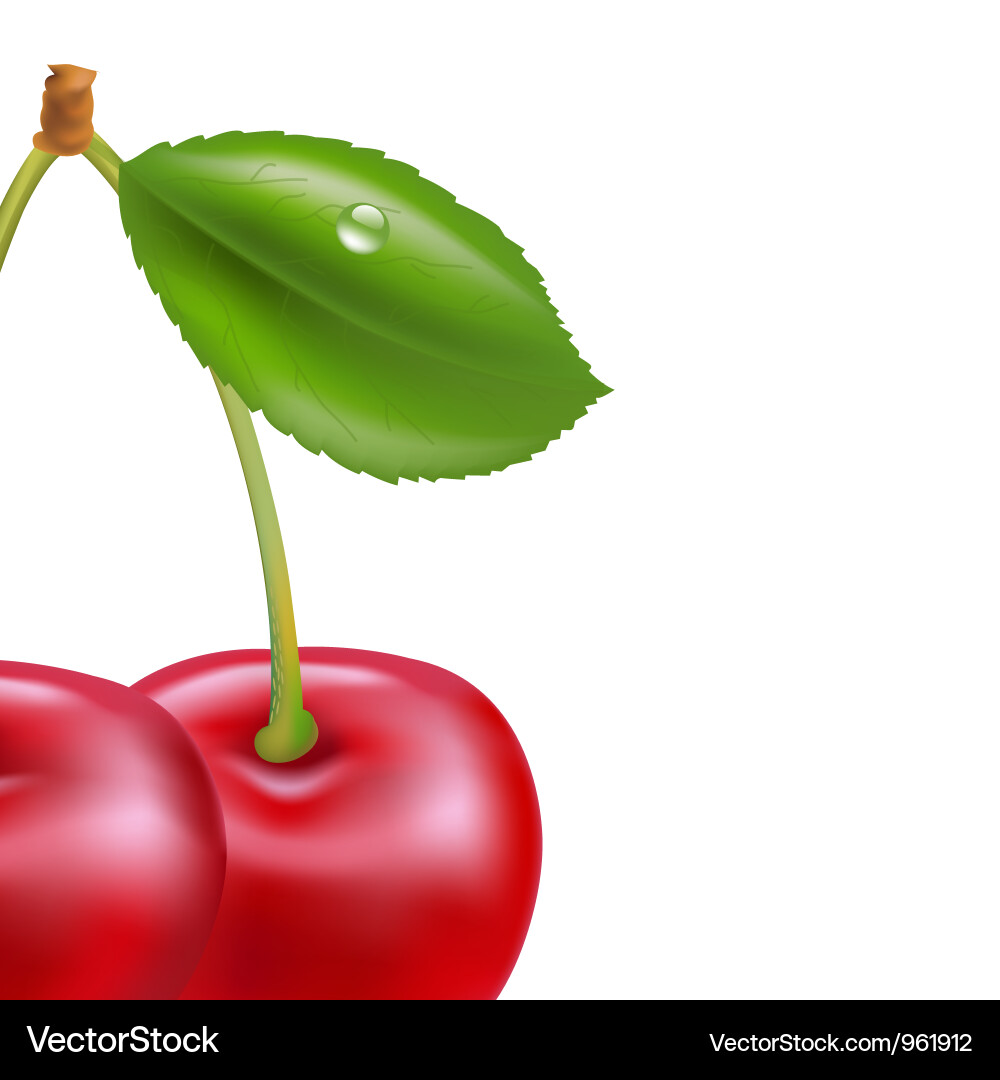 Cherry background Royalty Free Vector Image - VectorStock