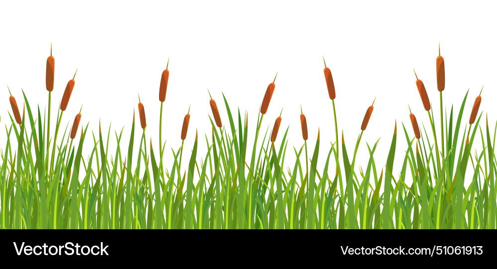 Seamless border with grass and cattails swamp Vector Image