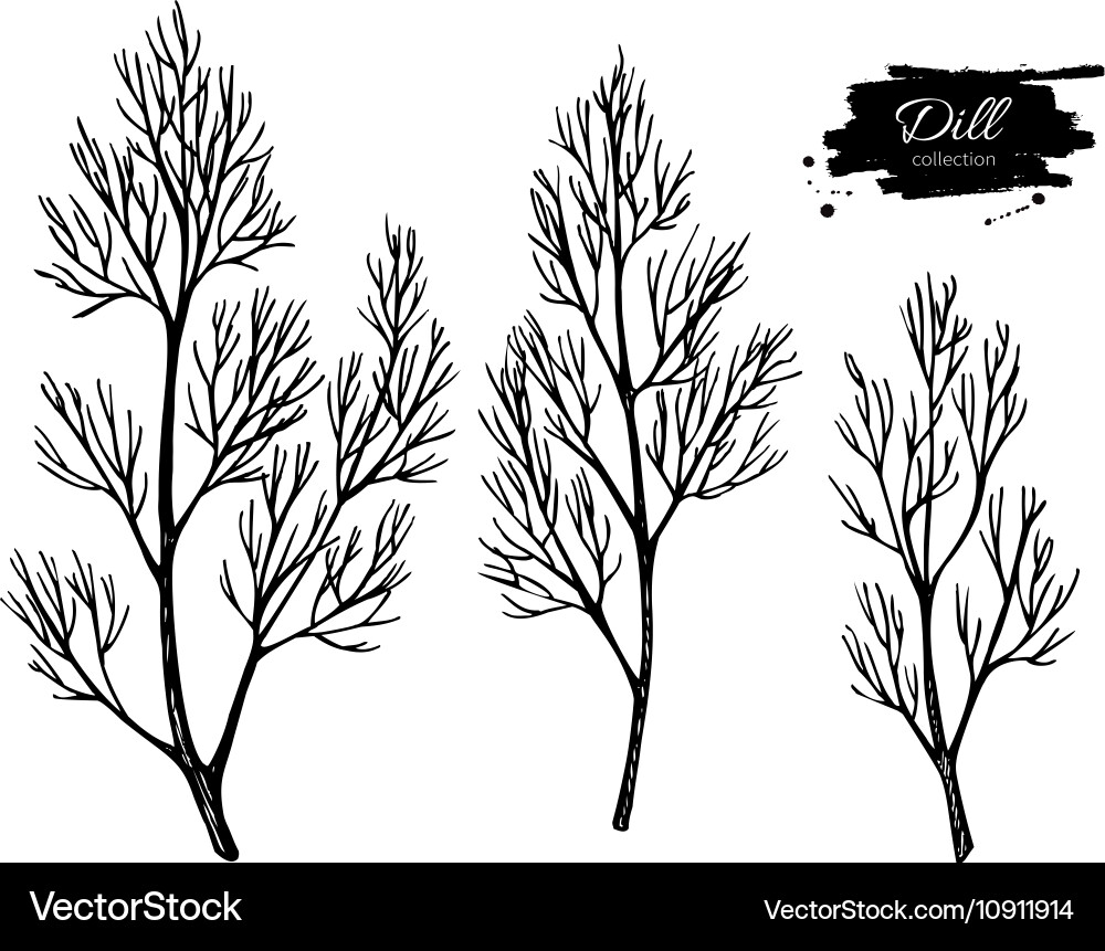 Dill hand drawn set isolated Royalty Free Vector Image