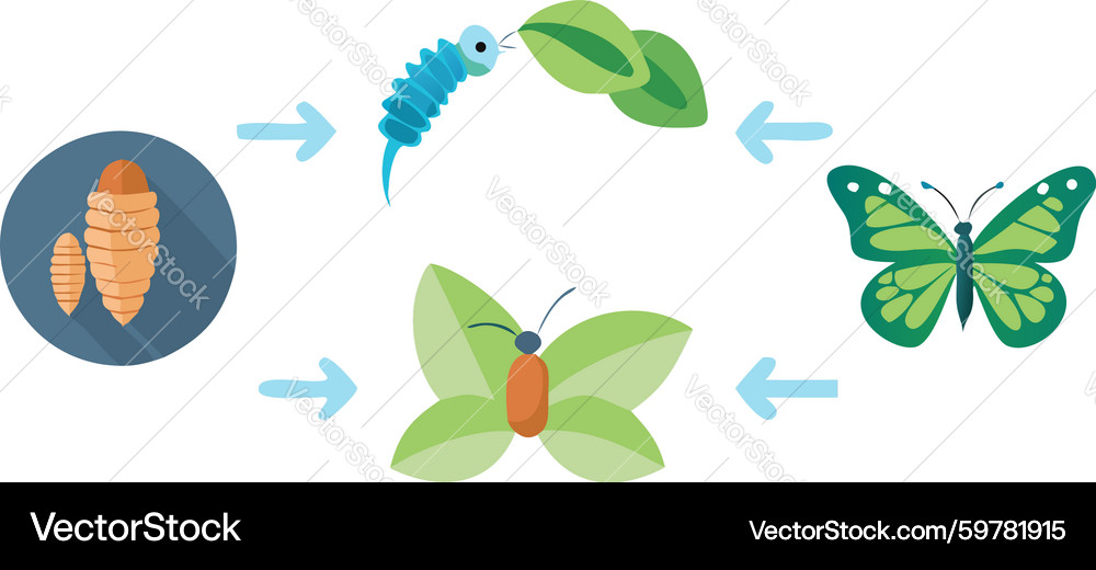 Butterfly Life Cycle Infographic Royalty Free Vector Image