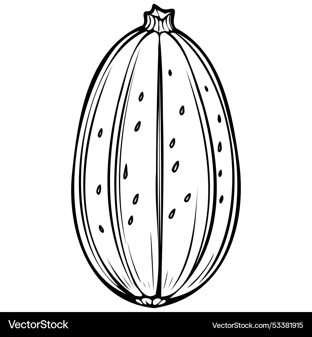 Ink torpedo melon drawing fruit head line art Vector Image