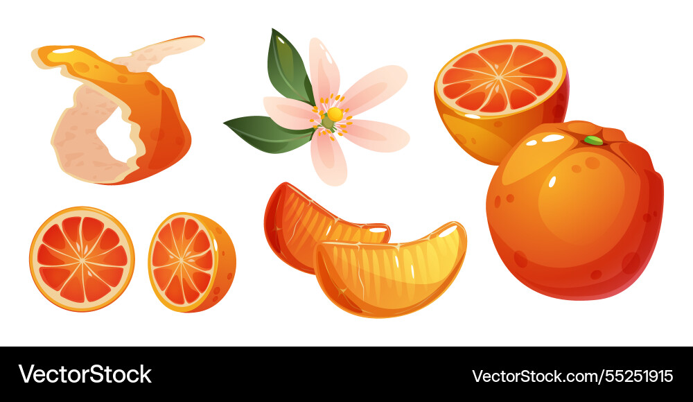 Orange fruit elements set Royalty Free Vector Image