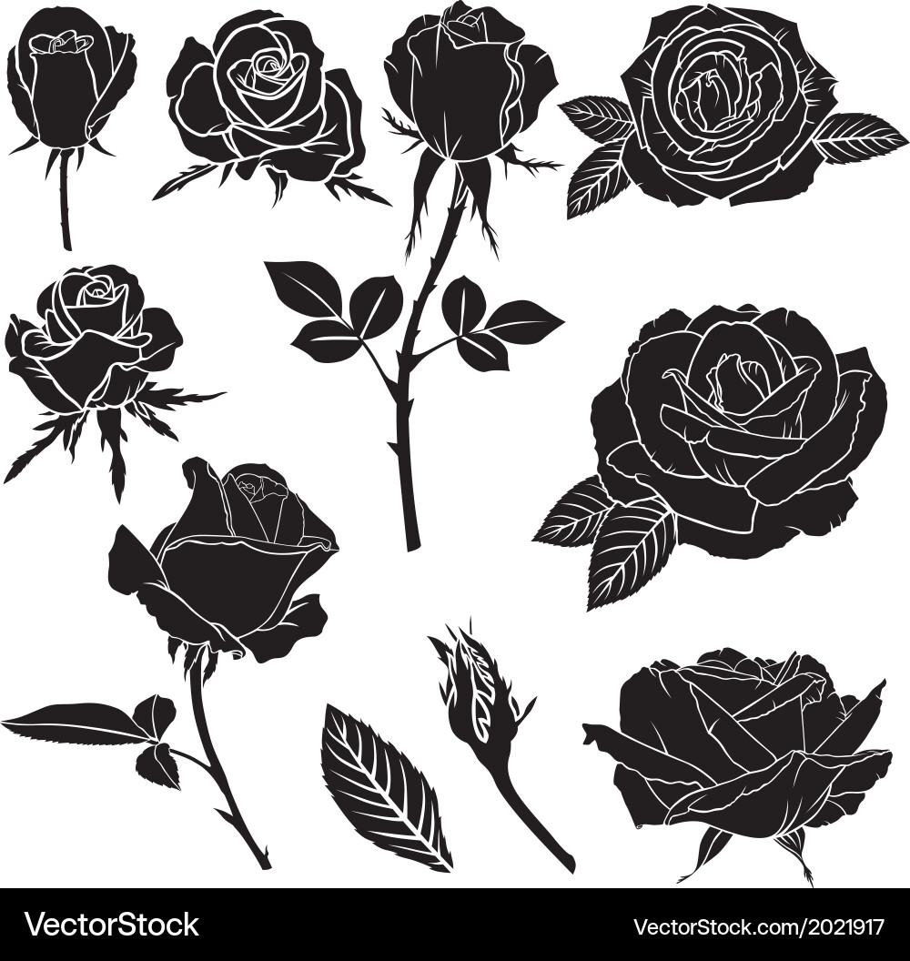 Pictures of Roses with Thorns Vector Images (over 100)