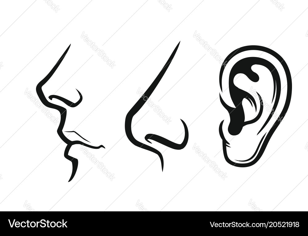 Human Anatomy: Nose, Mouth, Ear Royalty Free Vector Image