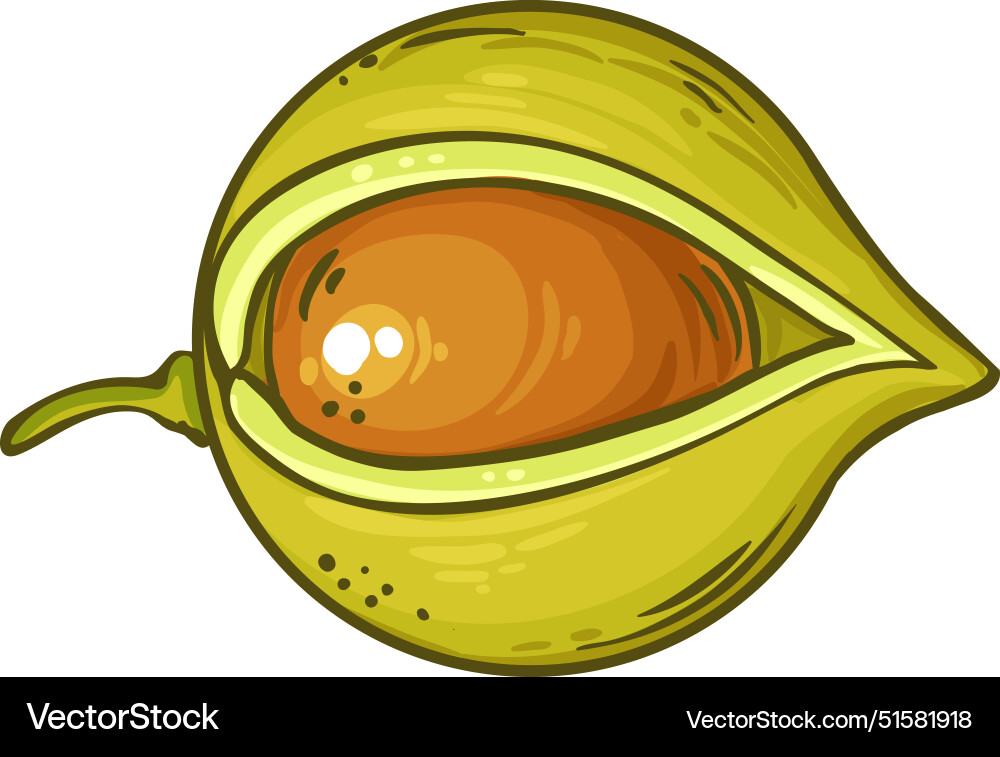 Macadamia nuts colored detailed Royalty Free Vector Image