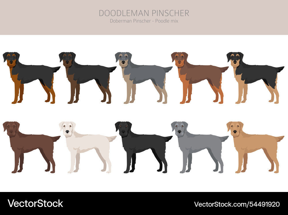Doodleman pinscher clipart doberman Royalty Free Vector