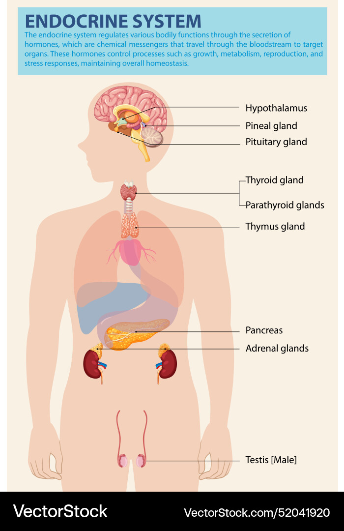 Anatomy Of Endocrine Glands Endocrine System (Human Anatomy): Picture,