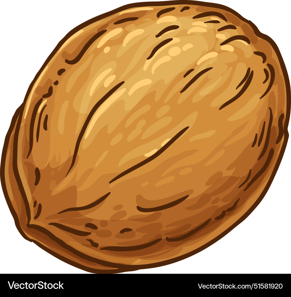 Walnut colored detailed Royalty Free Vector Image