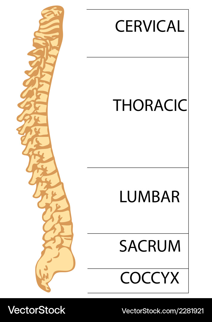 Spinal column Royalty Free Vector Image - VectorStock