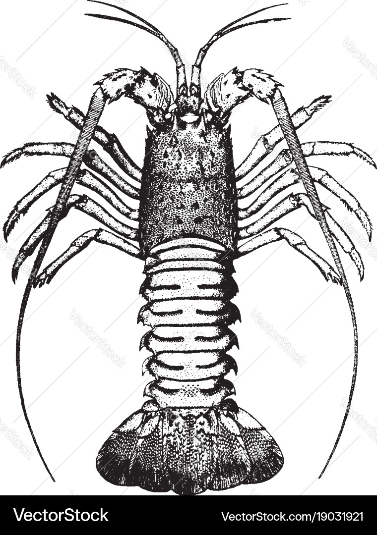 Vintage Crawfish Line Drawing Royalty Free Vector Image