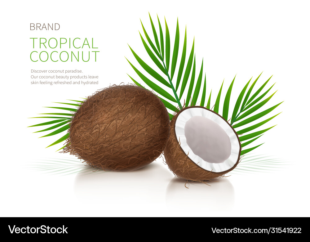 Whole and half broken coco nut Royalty Free Vector Image