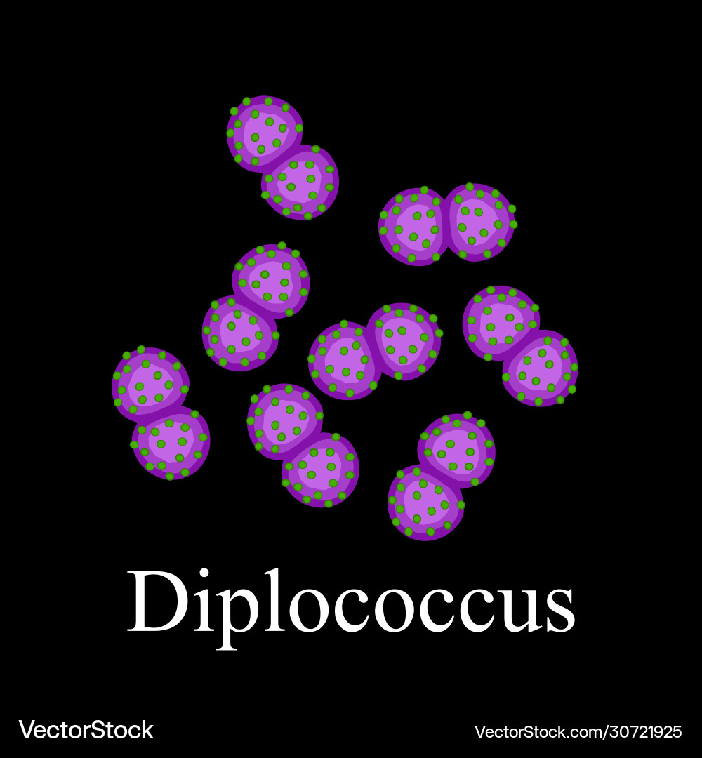Diplococci structure bacteria diplococcus Vector Image