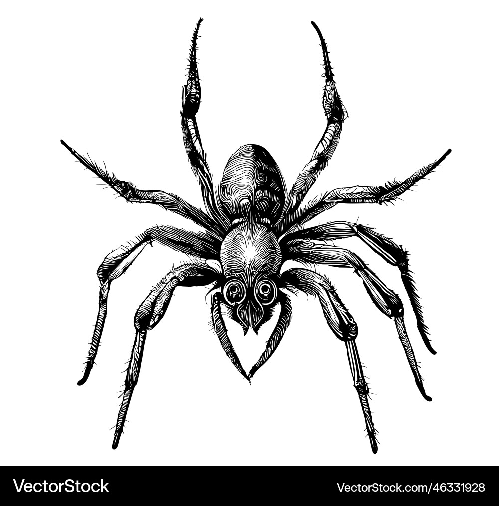 Spider sketch hand drawn wild Royalty Free Vector Image