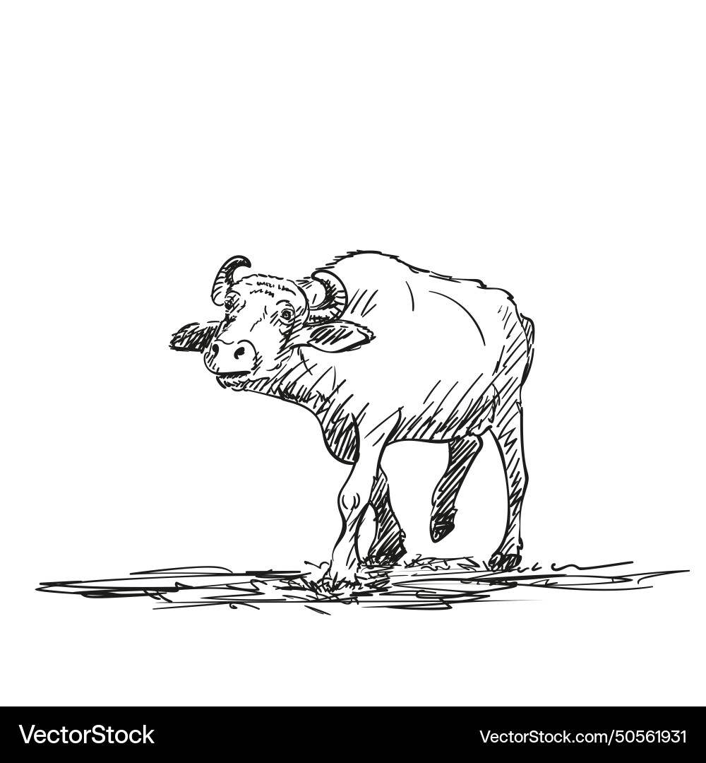 Buffalo walking and looking forward drawing farm Vector Image
