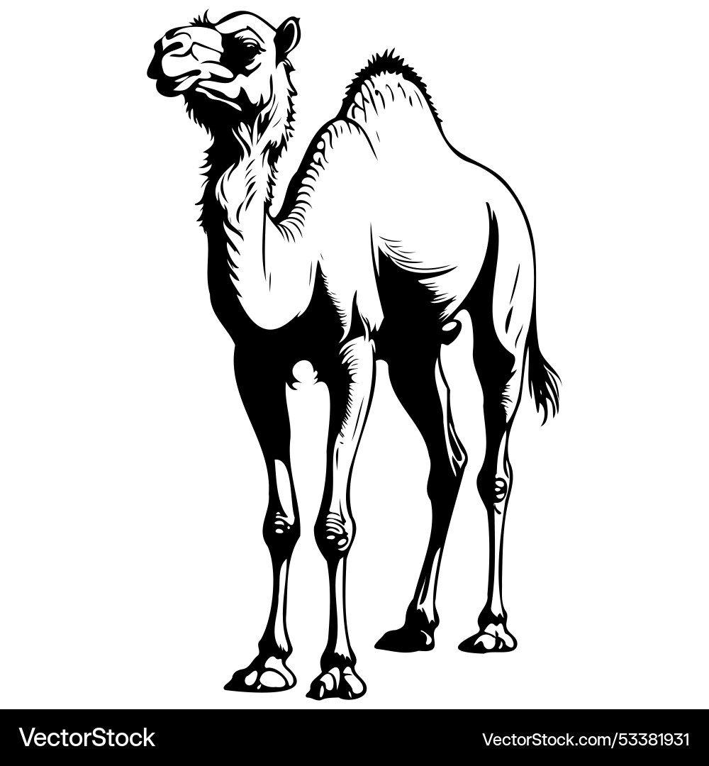 Isolated bactrian camel drawing animal head line Vector Image