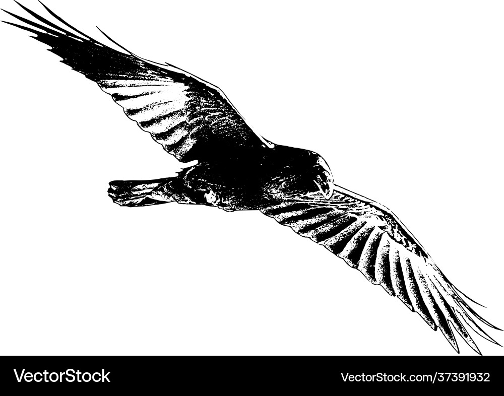 Crow or raven in flight Royalty Free Vector Image