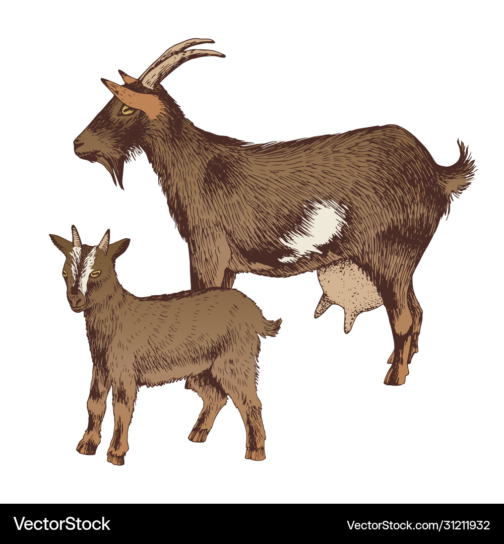 Hand drawn goat with goatling farm animals Vector Image