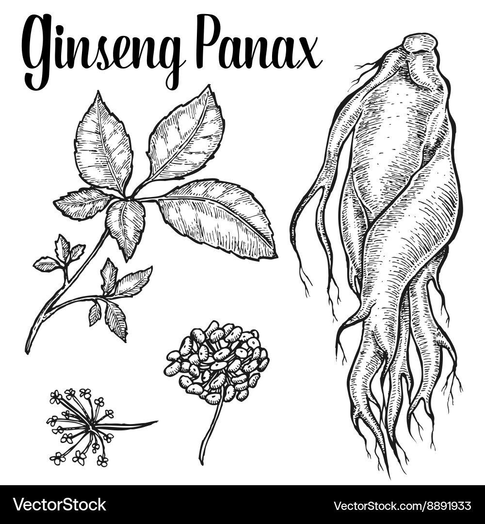 Ginseng root leaf berry flower isolated Royalty Free Vector
