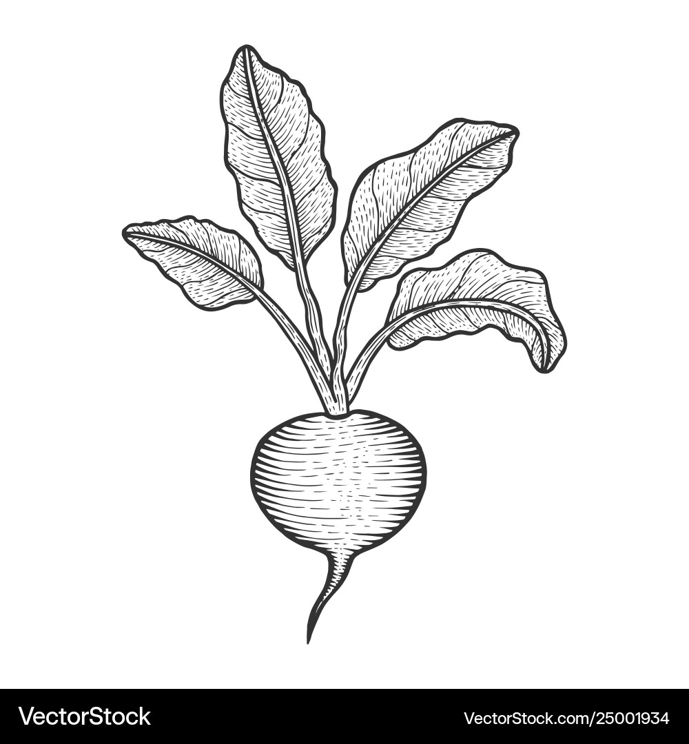 Beetroot vegetable sketch engraving Royalty Free Vector