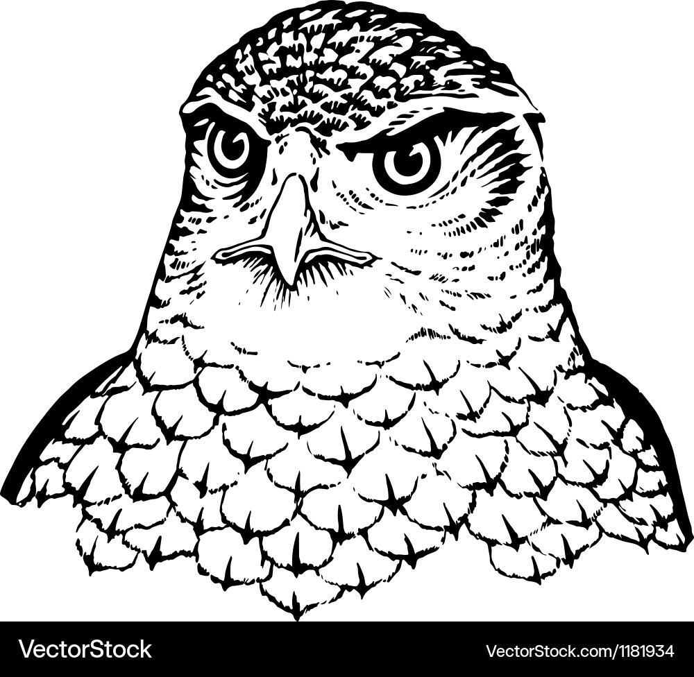 Falcon Royalty Free Vector Image - VectorStock