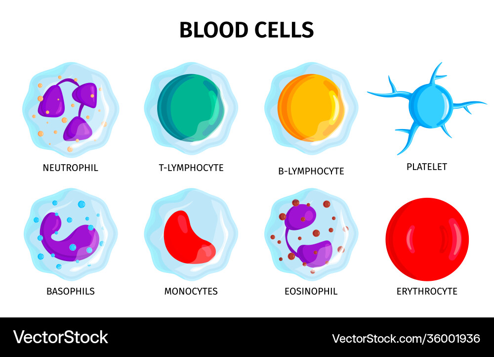Blood Cell Types Icons Royalty Free Vector Image