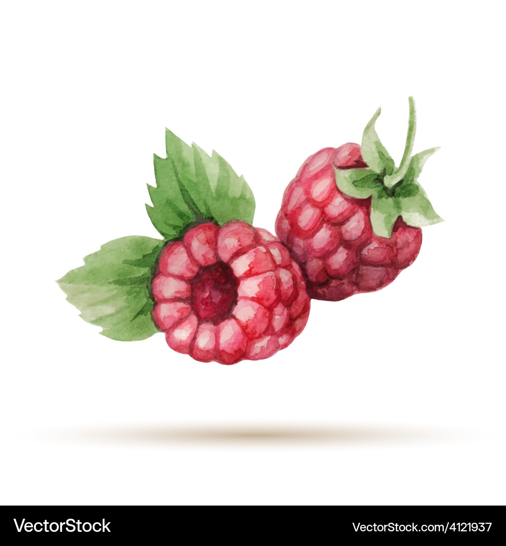 Hand Drawn Watercolor Raspberry Royalty Free Vector Image
