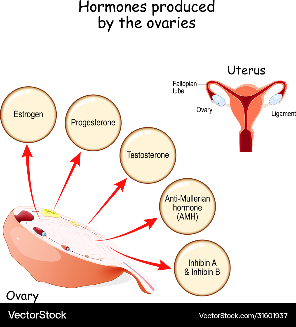 Hormones produced ovaries human endocrine Vector Image