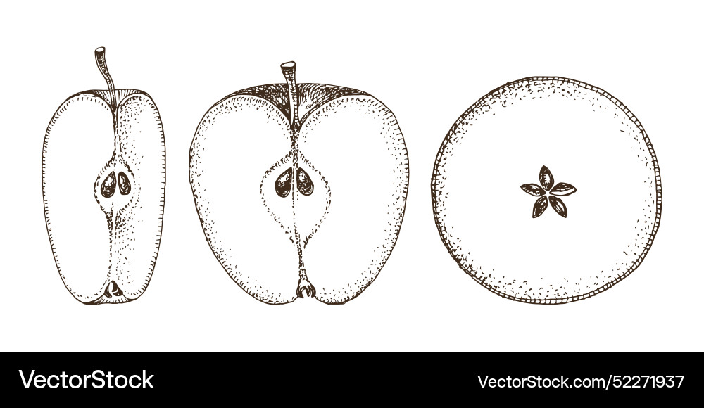 Sliced ripe apple hand drawn Royalty Free Vector Image