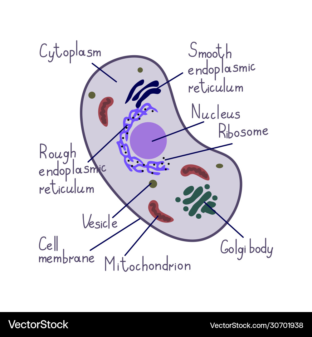 Eukaryote cell Royalty Free Vector Image - VectorStock