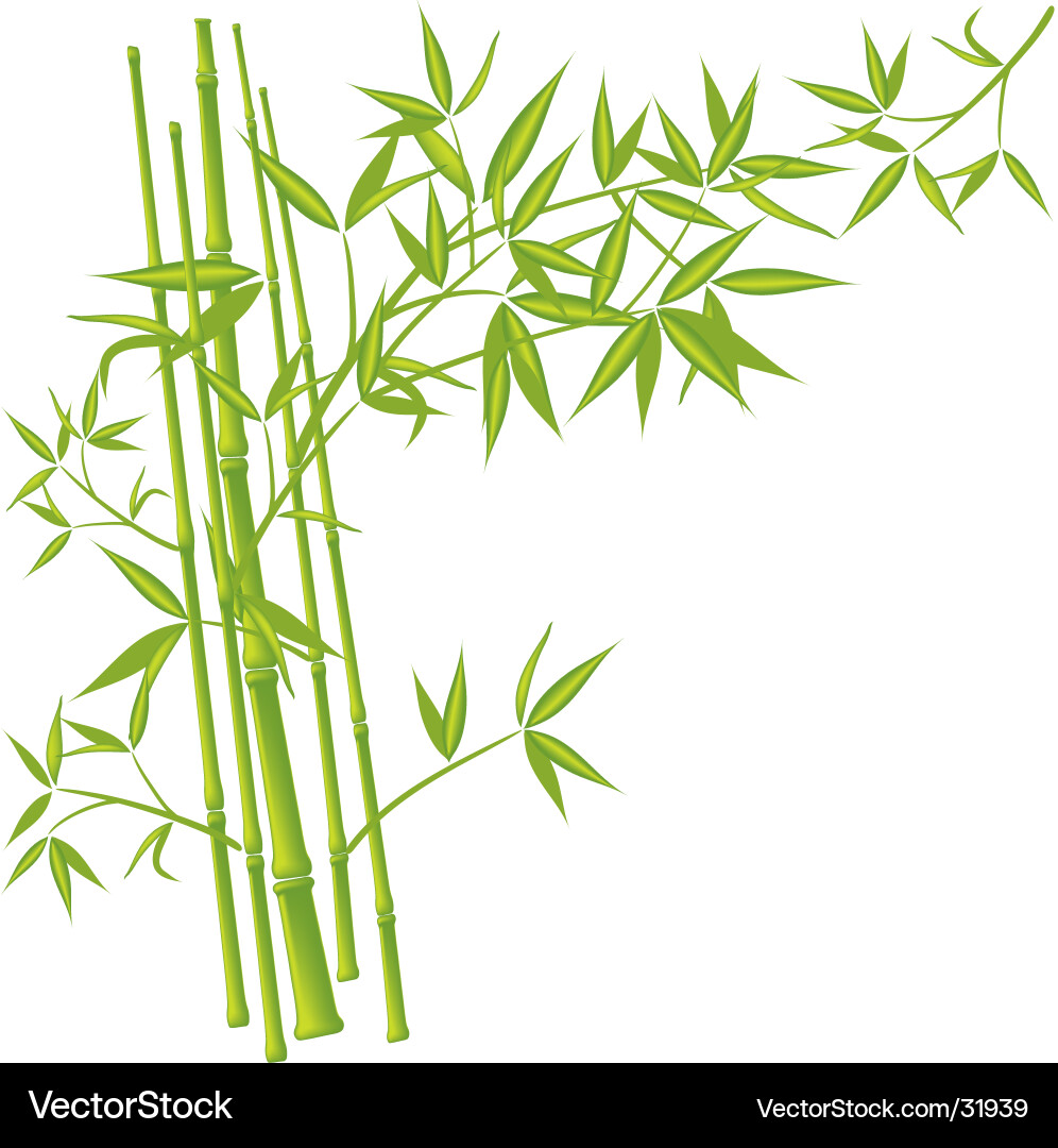Bamboo Royalty Free Vector Image - VectorStock
