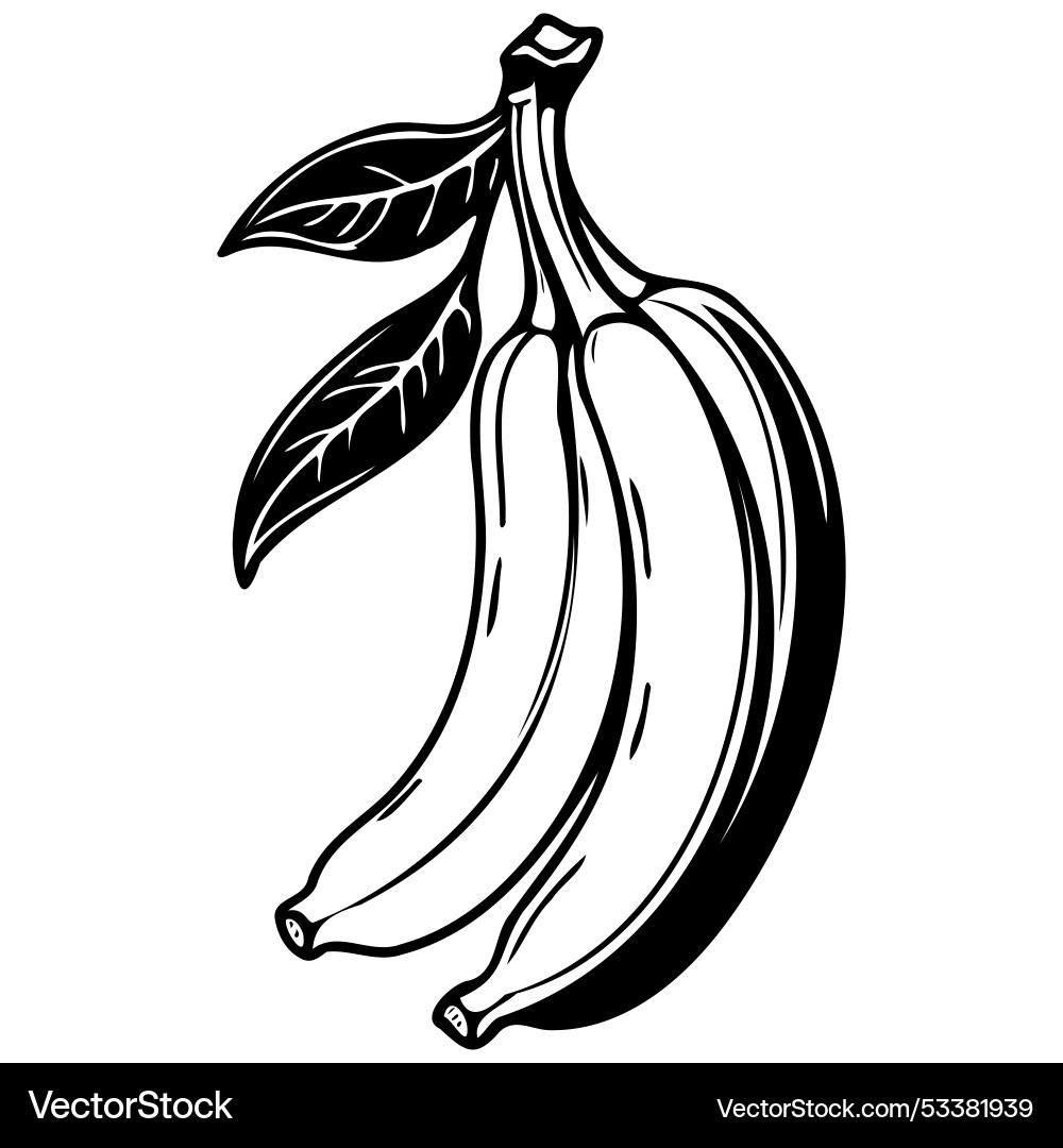 Isolated banana hand drawn fruit transparent Vector Image