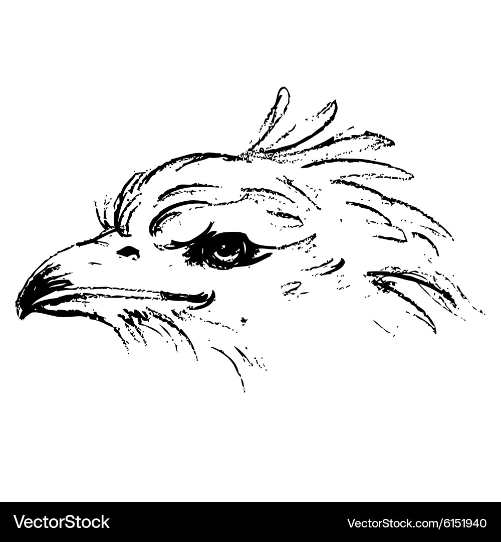 Dramatic Eagle Head Sketch Royalty Free Vector Image