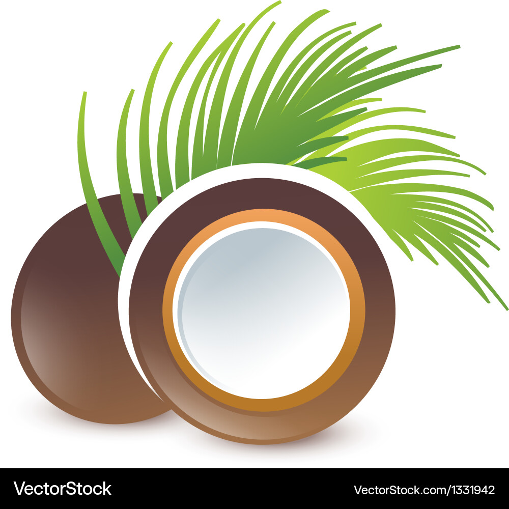 Coconut Royalty Free Vector Image - VectorStock